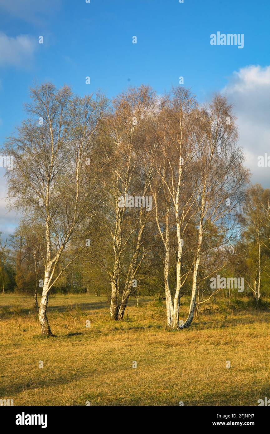 Birch species hi-res stock photography and images - Alamy