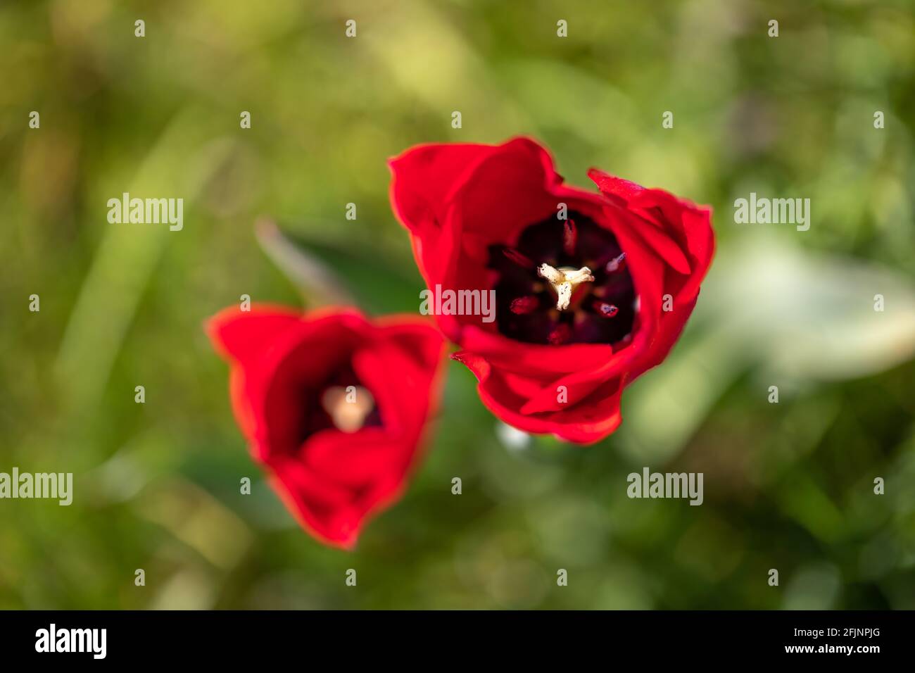 Red trumpet lily hi-res stock photography and images - Alamy