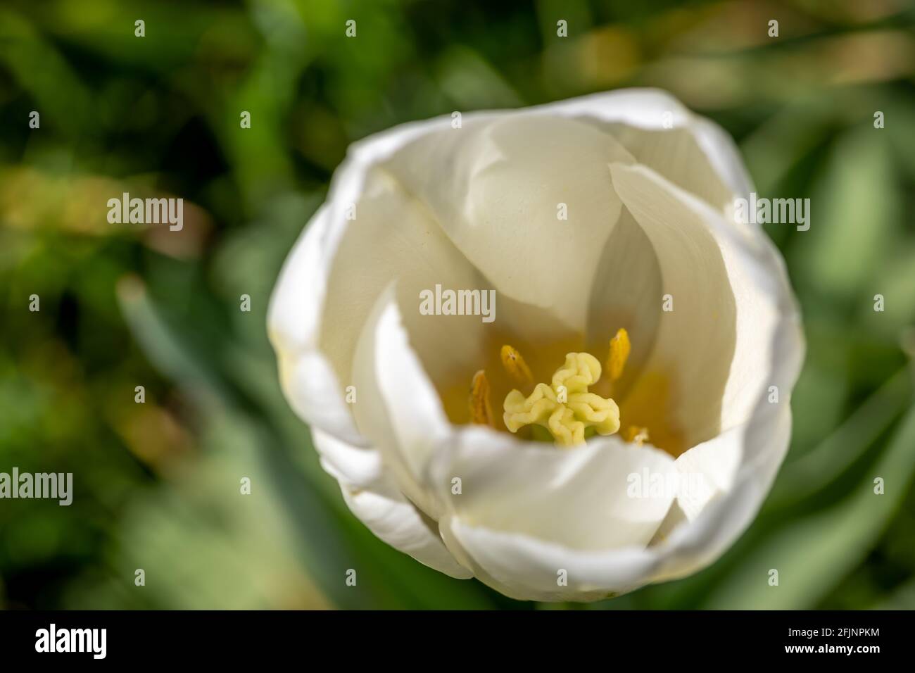 Pure white trumpet hi-res stock photography and images - Alamy