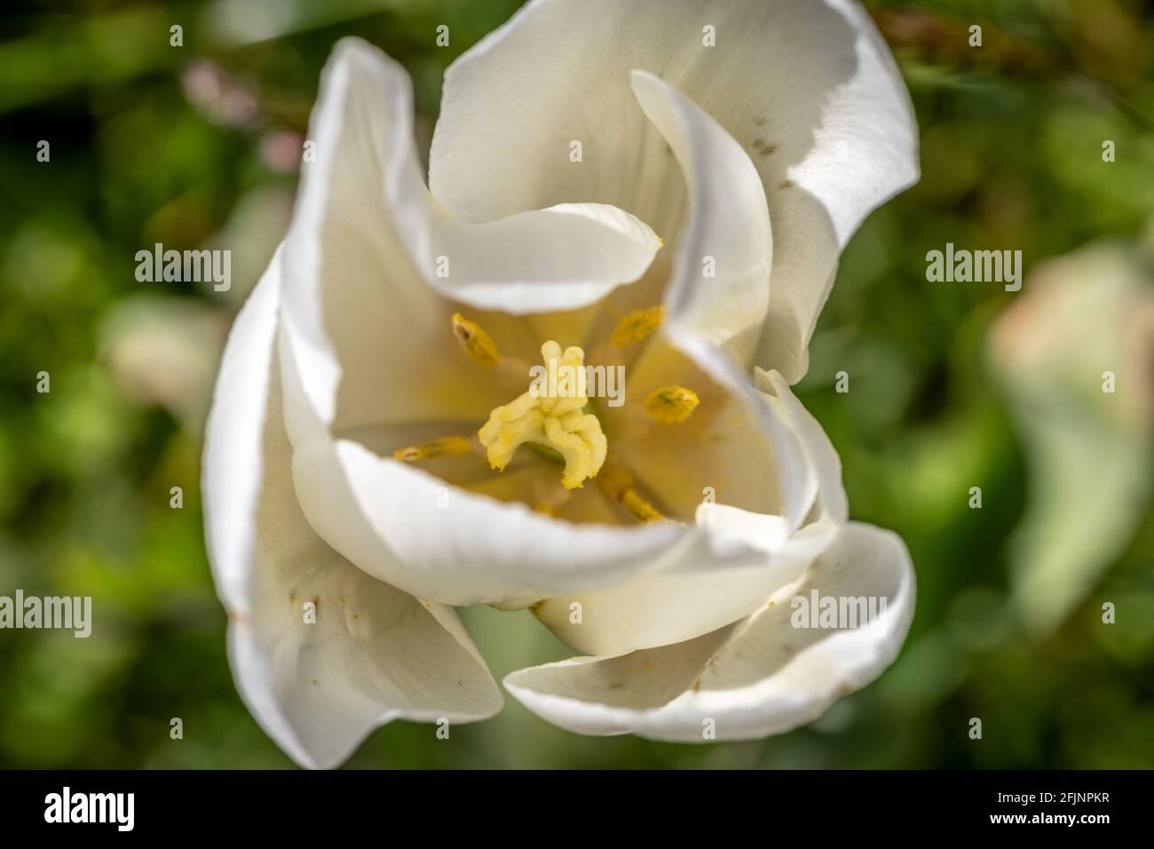 Pure white trumpet hi-res stock photography and images - Alamy