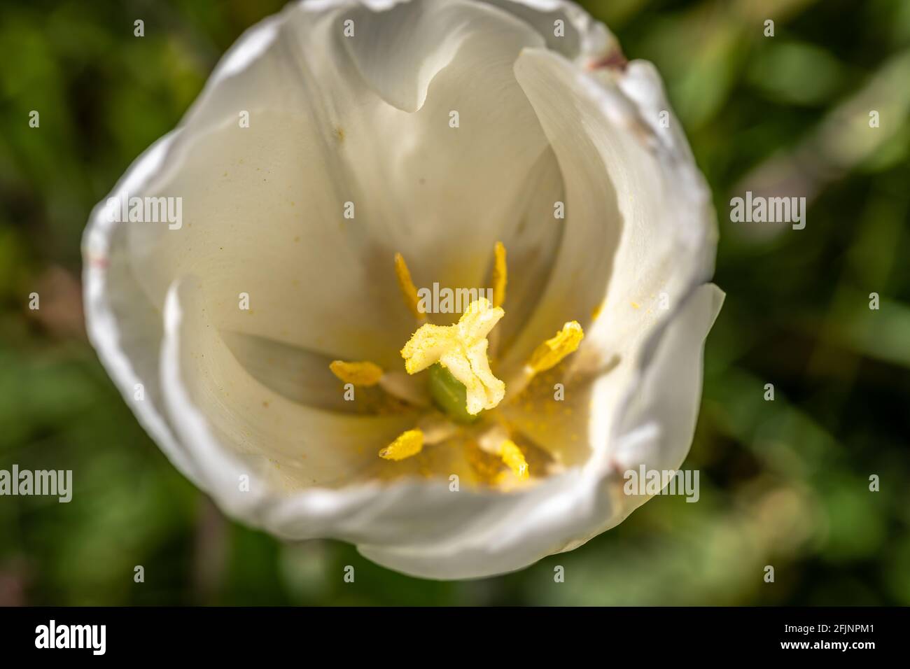 Pure white trumpet hi-res stock photography and images - Alamy