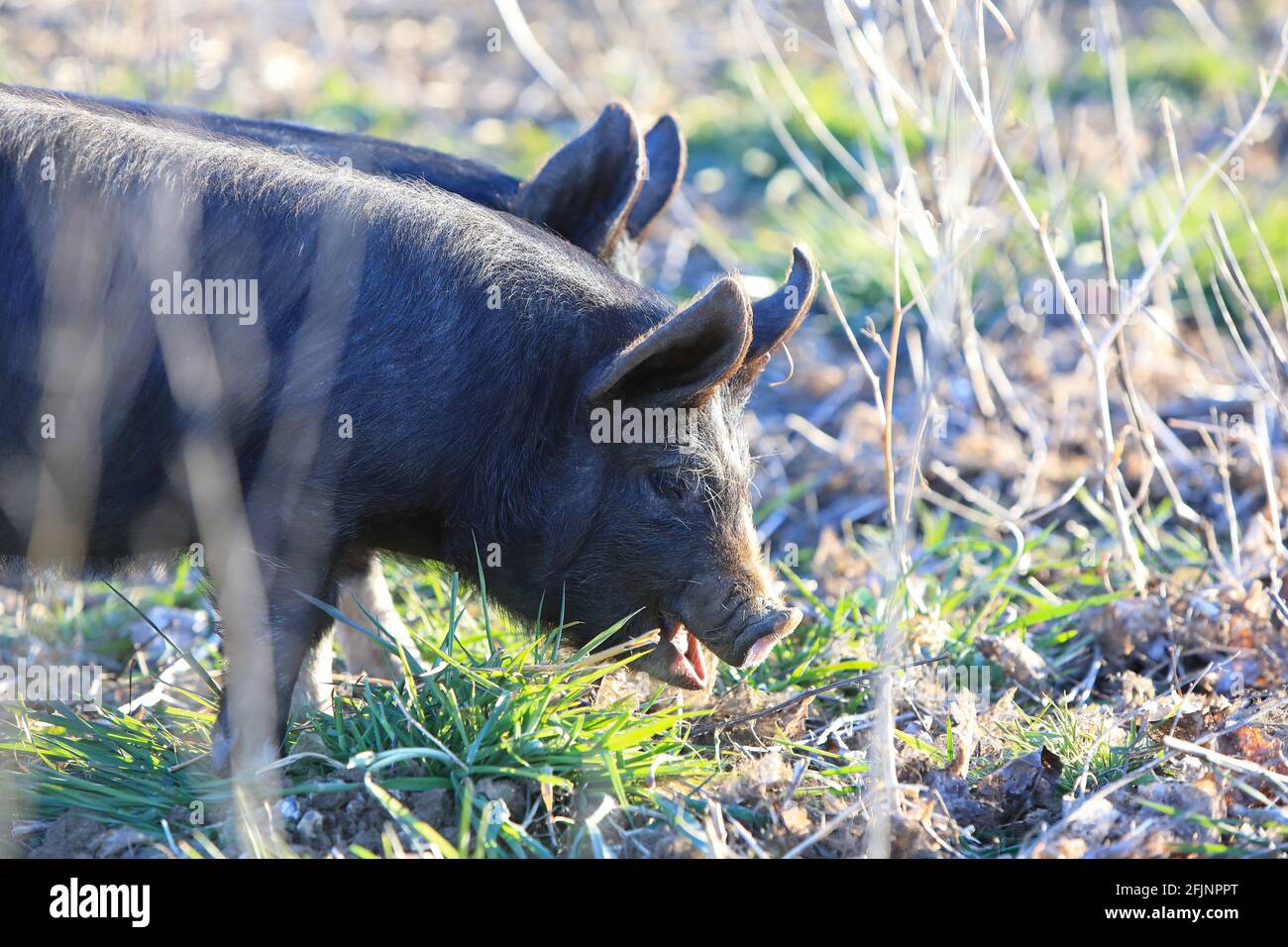 Free range rare breed Berkshire pig, in Suffolk, East Anglia, UK Stock ...