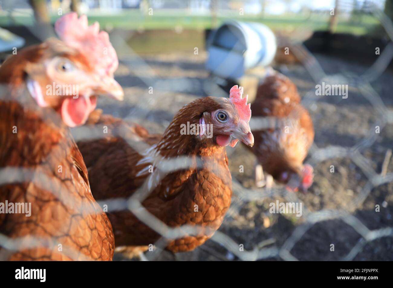 Free range chickens in Suffolk, UK Stock Photo - Alamy