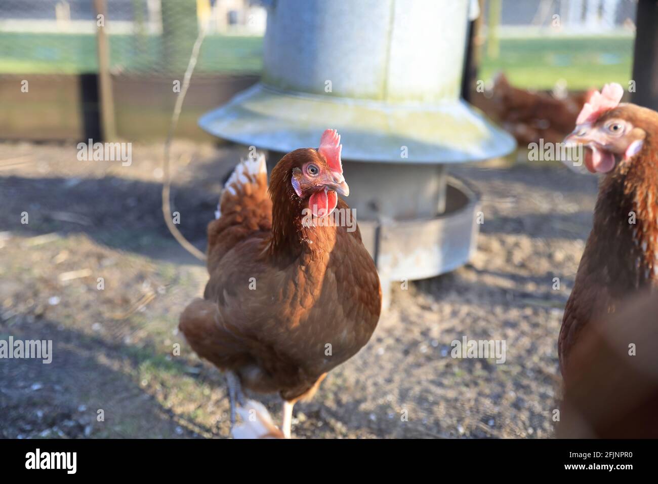 Free Range Laying Hens Uk High Resolution Stock Photography and Images ...