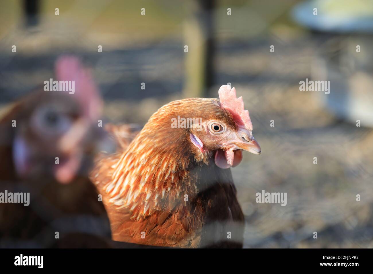 Free range chickens in Suffolk, UK Stock Photo - Alamy