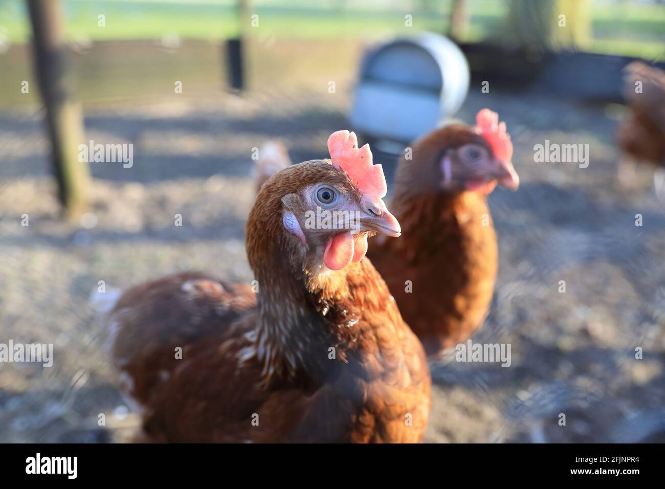 Free range chickens in Suffolk, UK Stock Photo - Alamy