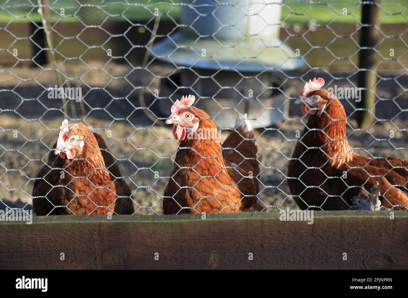 Free range chickens in Suffolk, UK Stock Photo - Alamy