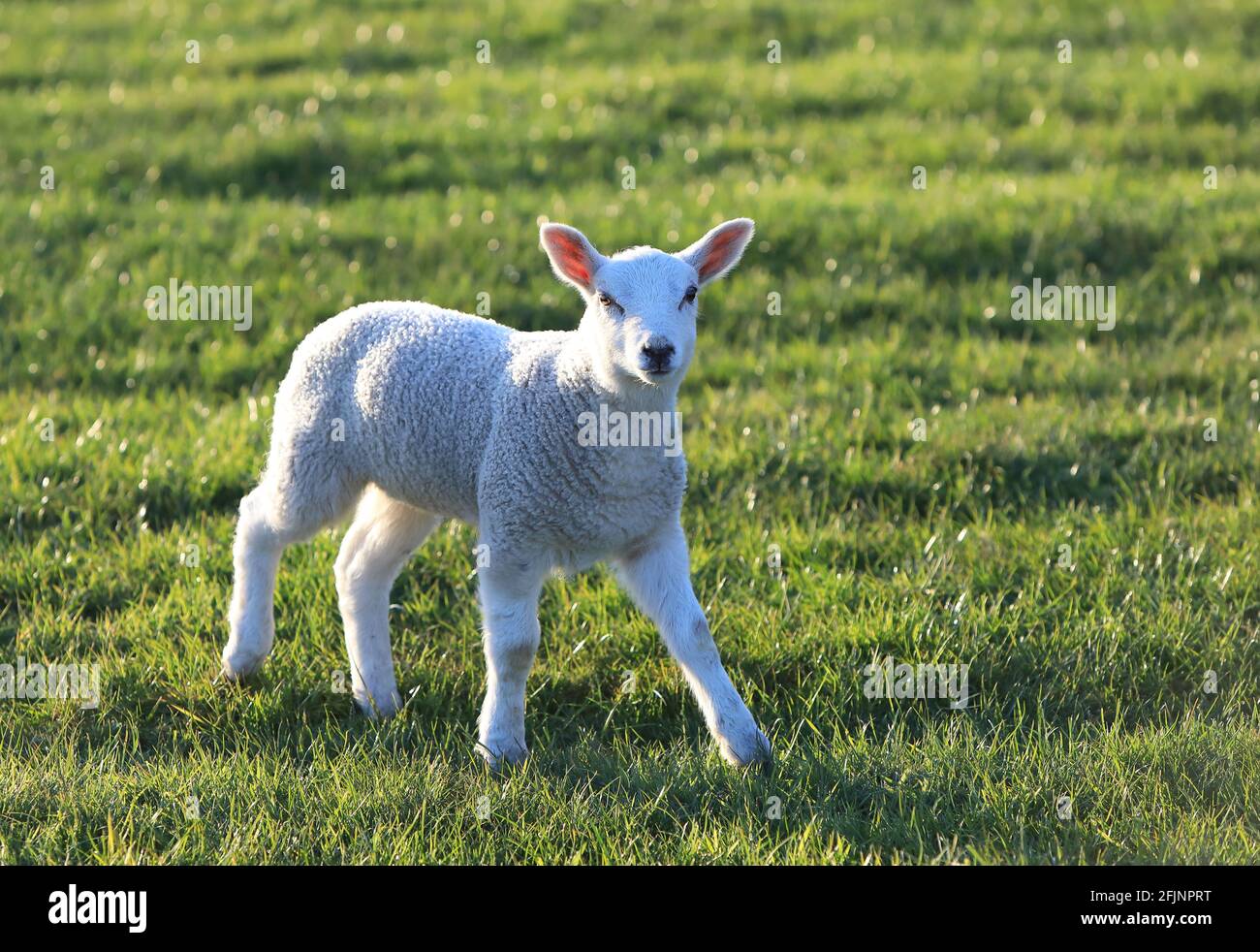 Livestock farming east anglia hi-res stock photography and images - Alamy
