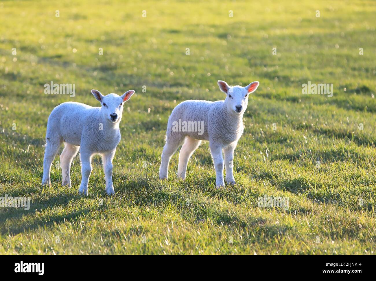 Lambs in the spring sunshine in Suffolk, East Anglia, UK Stock Photo ...