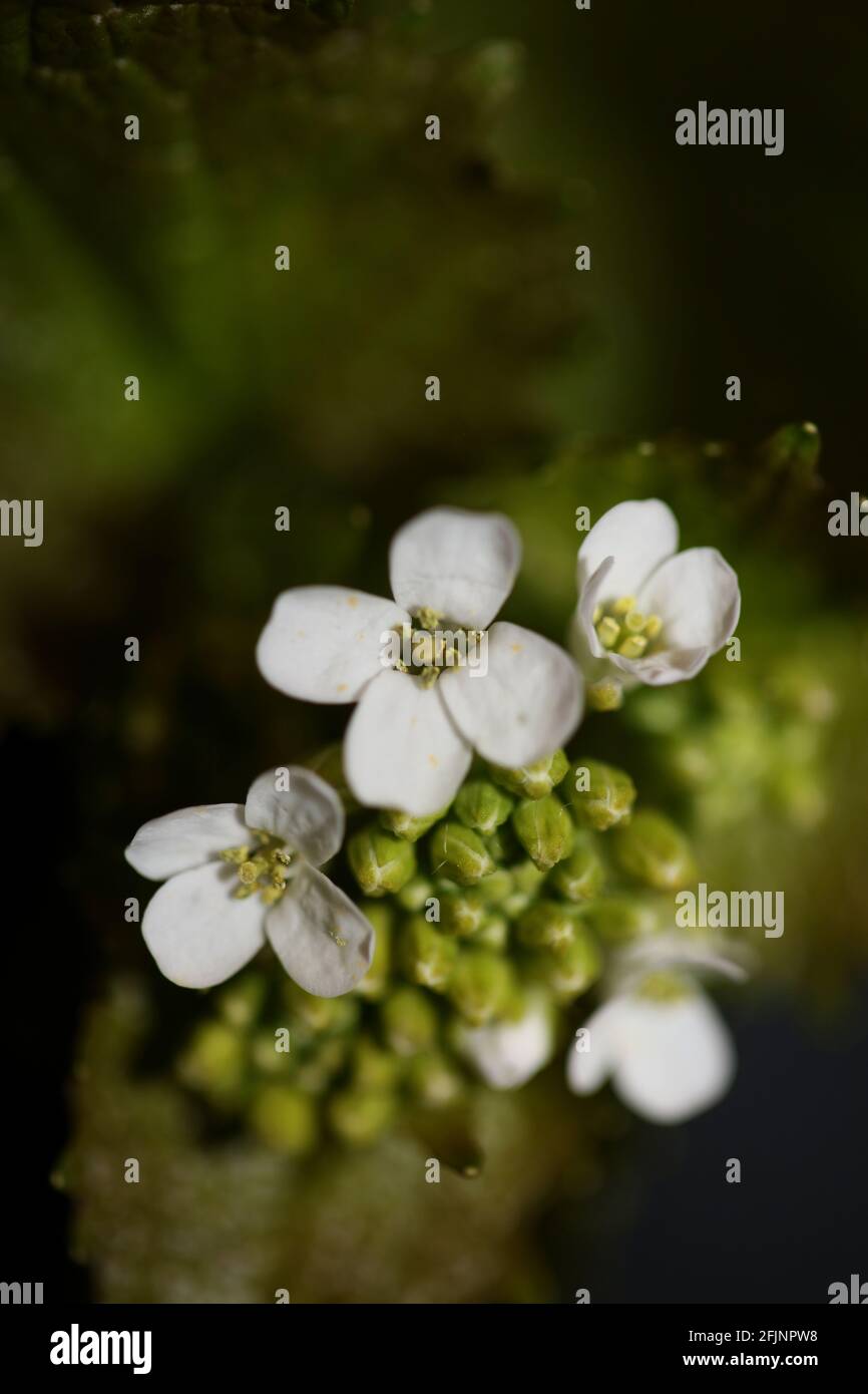Wild small flower close up Diplotaxis erucoides family Brassicaceae ...