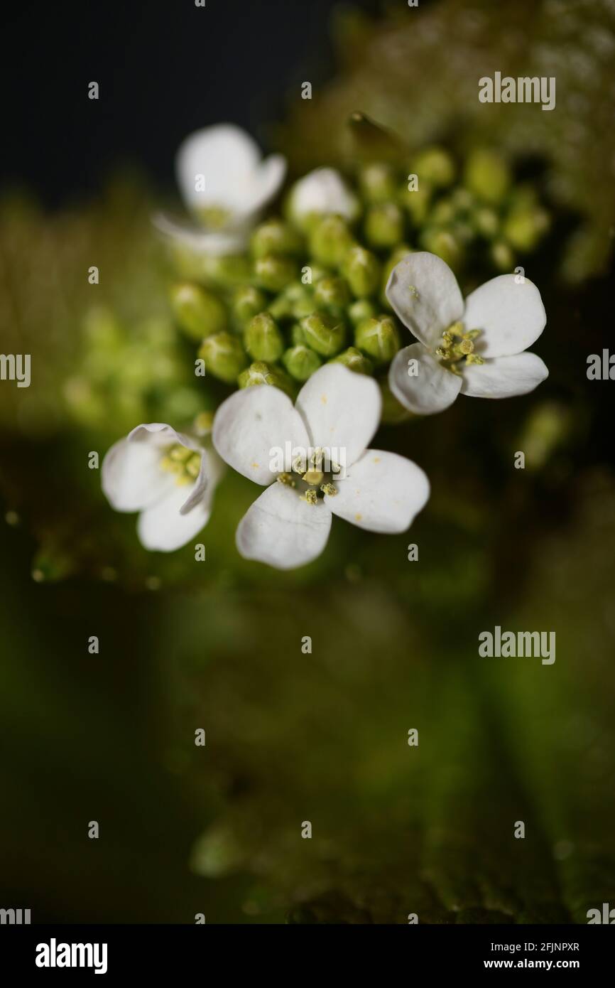 Wild small flower close up Diplotaxis erucoides family Brassicaceae ...