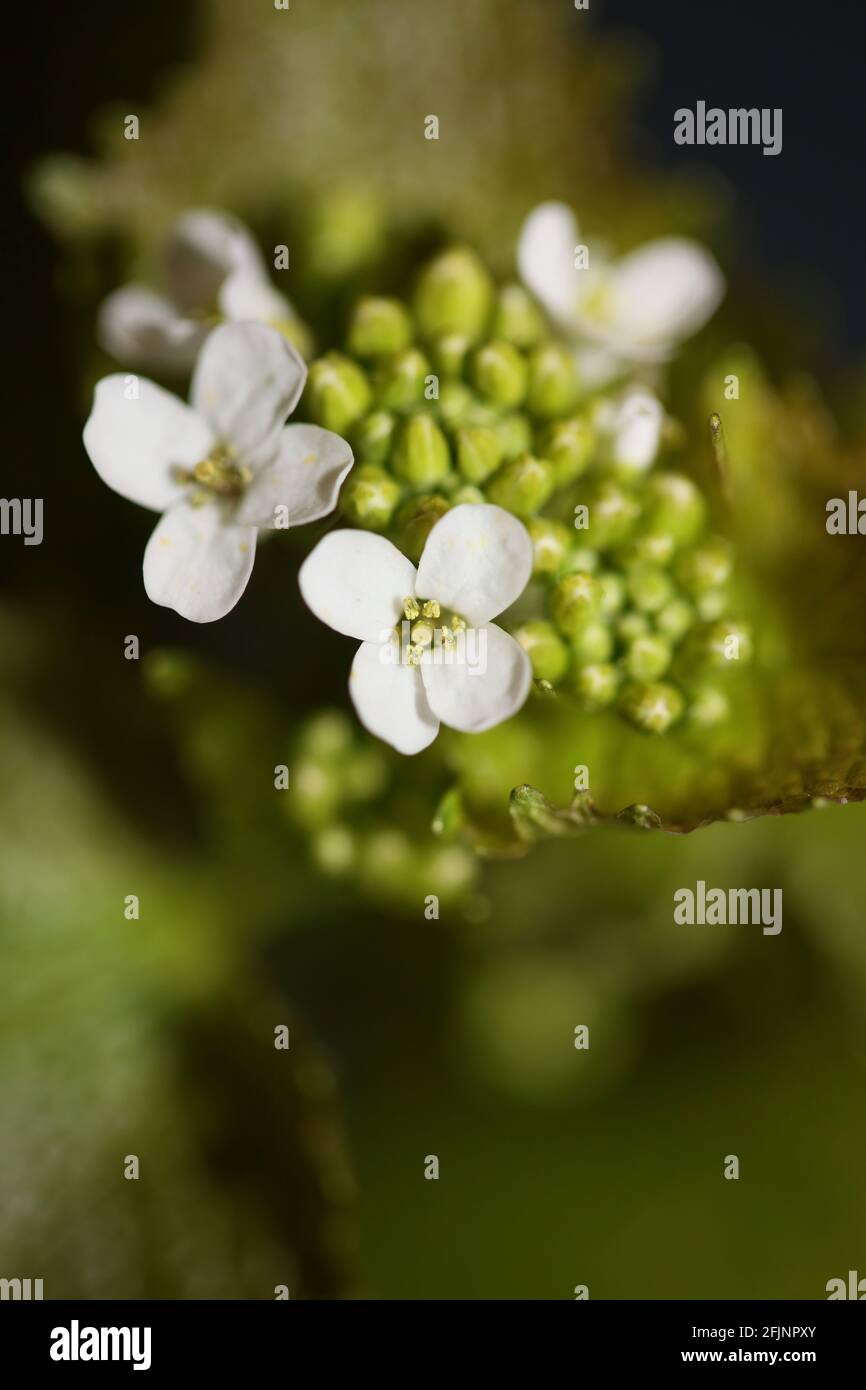 Wild small flower close up Diplotaxis erucoides family Brassicaceae ...