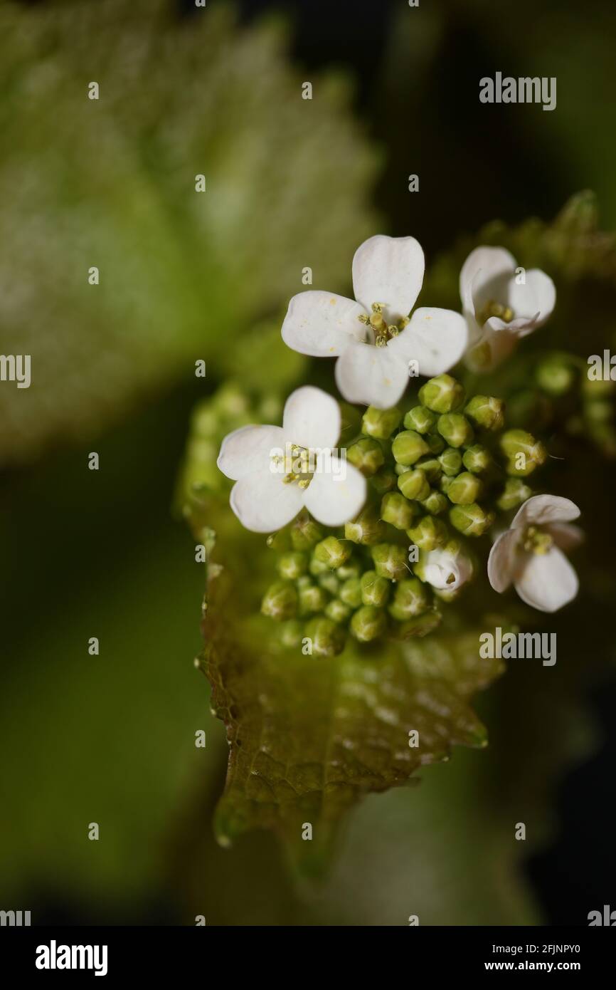 Wild small flower close up Diplotaxis erucoides family Brassicaceae ...