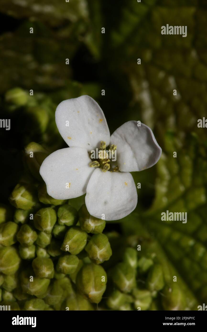 Wild small flower close up Diplotaxis erucoides family Brassicaceae ...