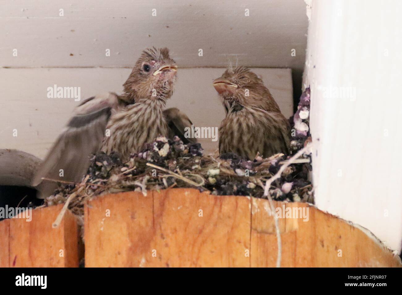 Nestling House Finches Stock Photo - Alamy