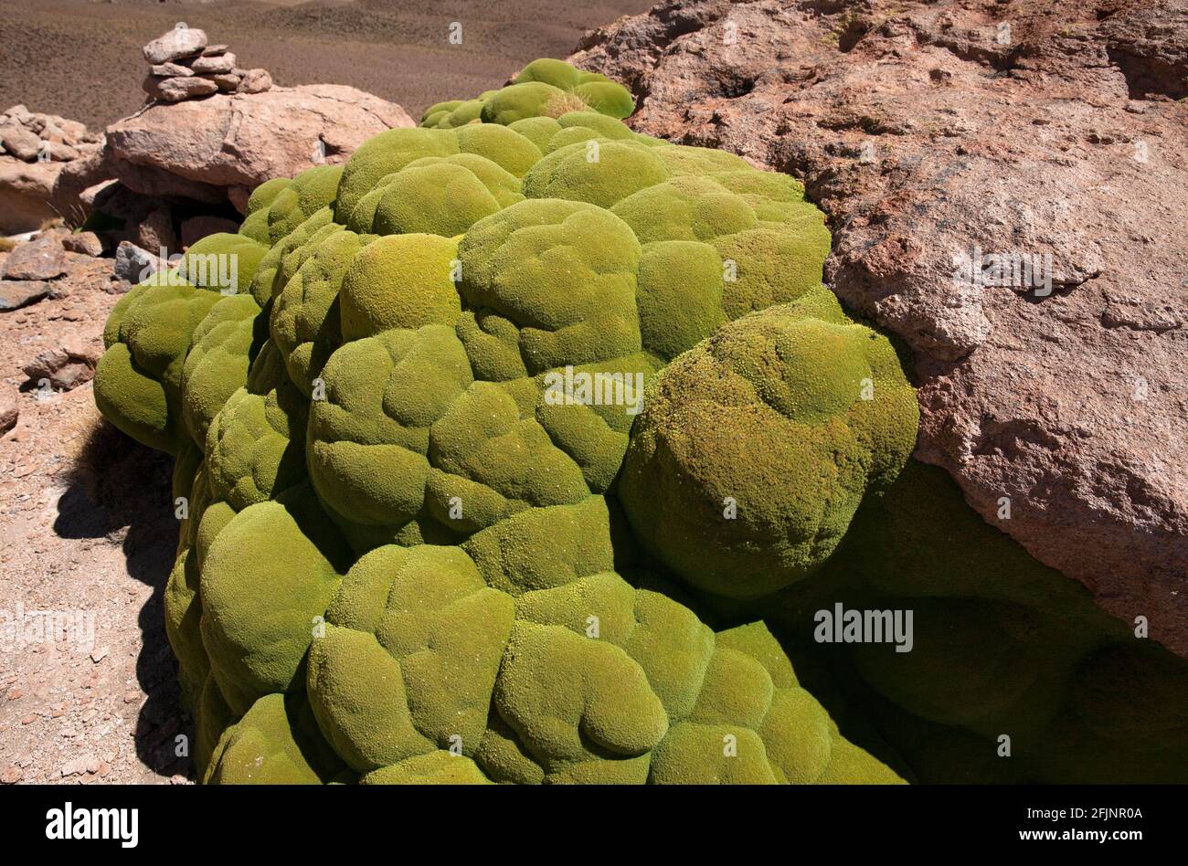 Yareta or llareta azorella compacta on the altiplano hi-res stock ...