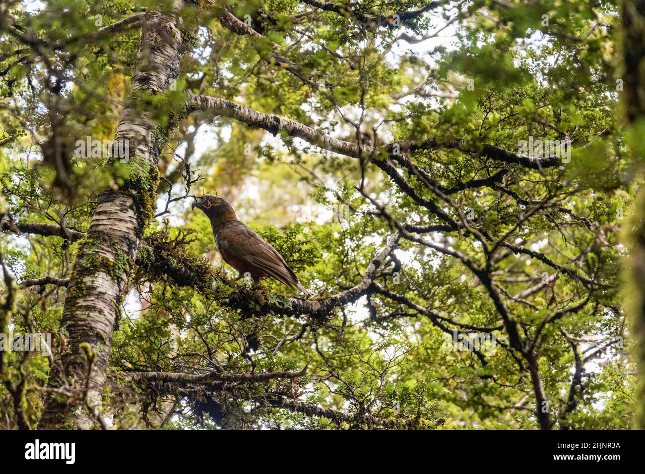 Famous Kea in its natural habitat, iconic parrot of New Zealand Stock ...