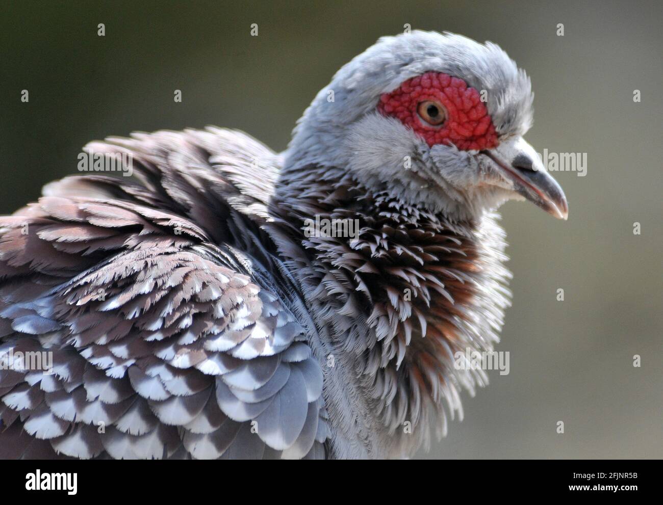AFRICAN ROCK DOVE, BIRDWORLD, FARNHAM, SURREY PIC MIKE WALKER 2021 ...