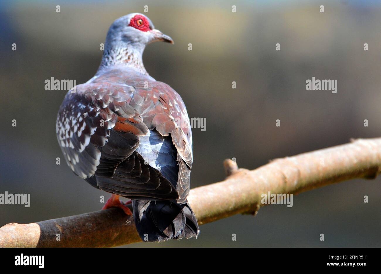AFRICAN ROCK DOVE, BIRDWORLD, FARNHAM, SURREY PIC MIKE WALKER 2021 ...