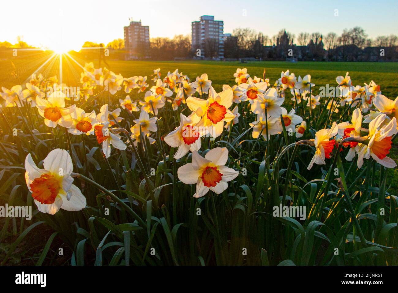 Daffodils at dusk with backlit sunshine Stock Photo - Alamy