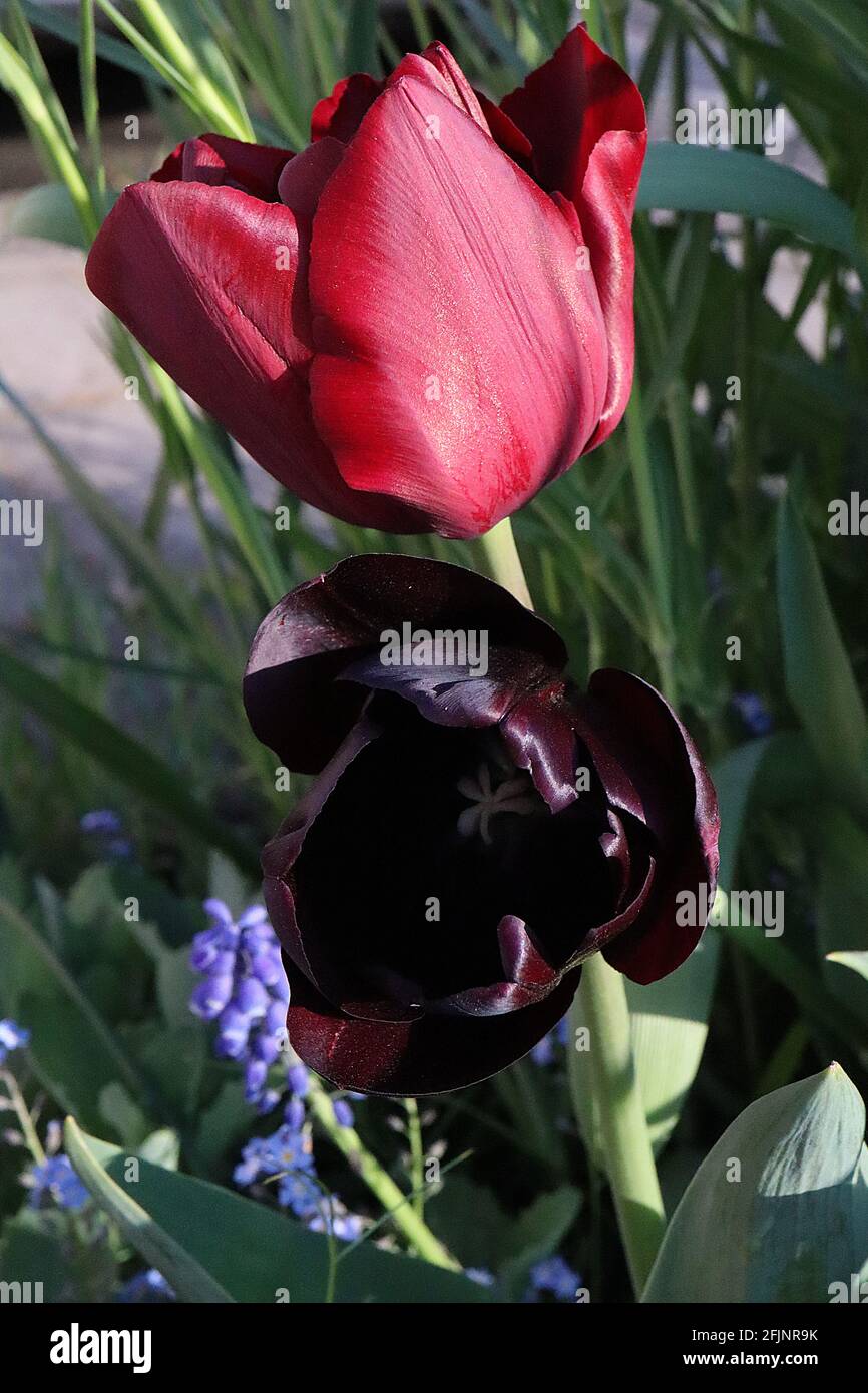 Tulipa ‘Ruby Prince’ Single early 1 Deep purple black flowers Tulipa ...