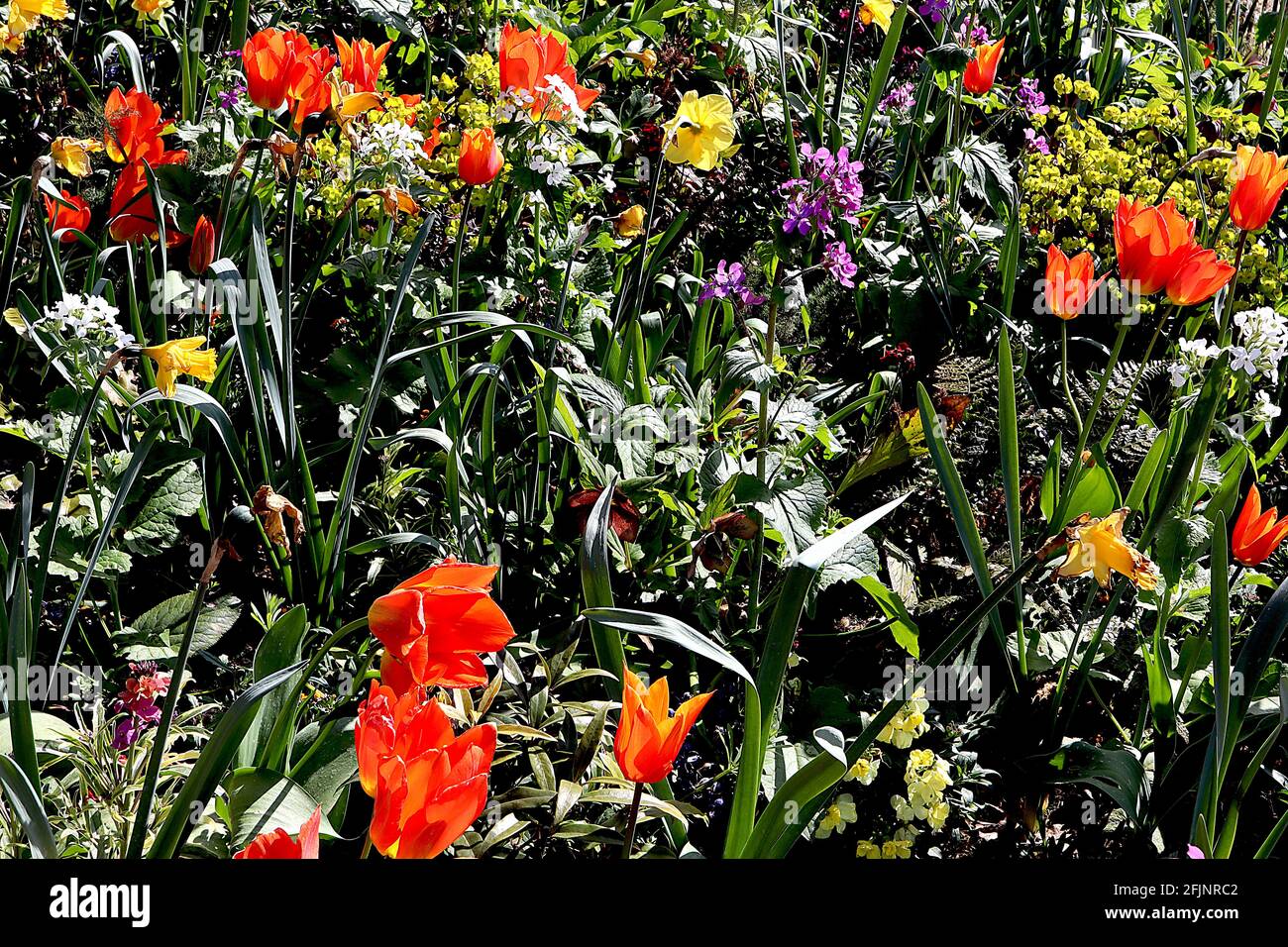 Tulipa / Tulip ‘Orange Emperor’ Tulipa / Tulip ‘Purple Prince’ April ...