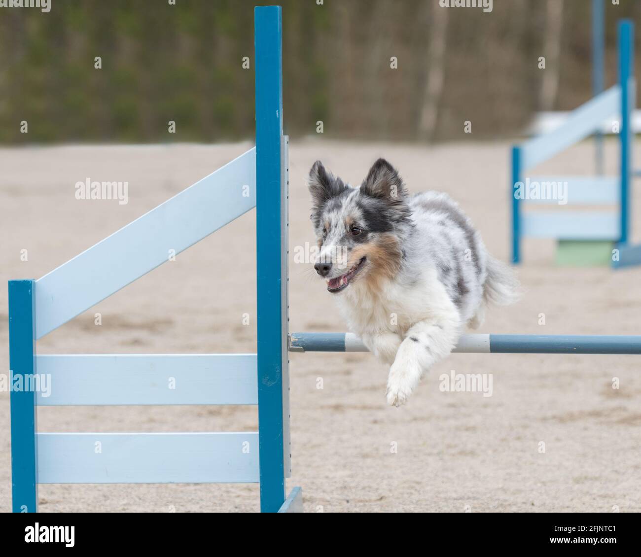 The Shetland Sheepdog training and jumping over the agility hurdle ...