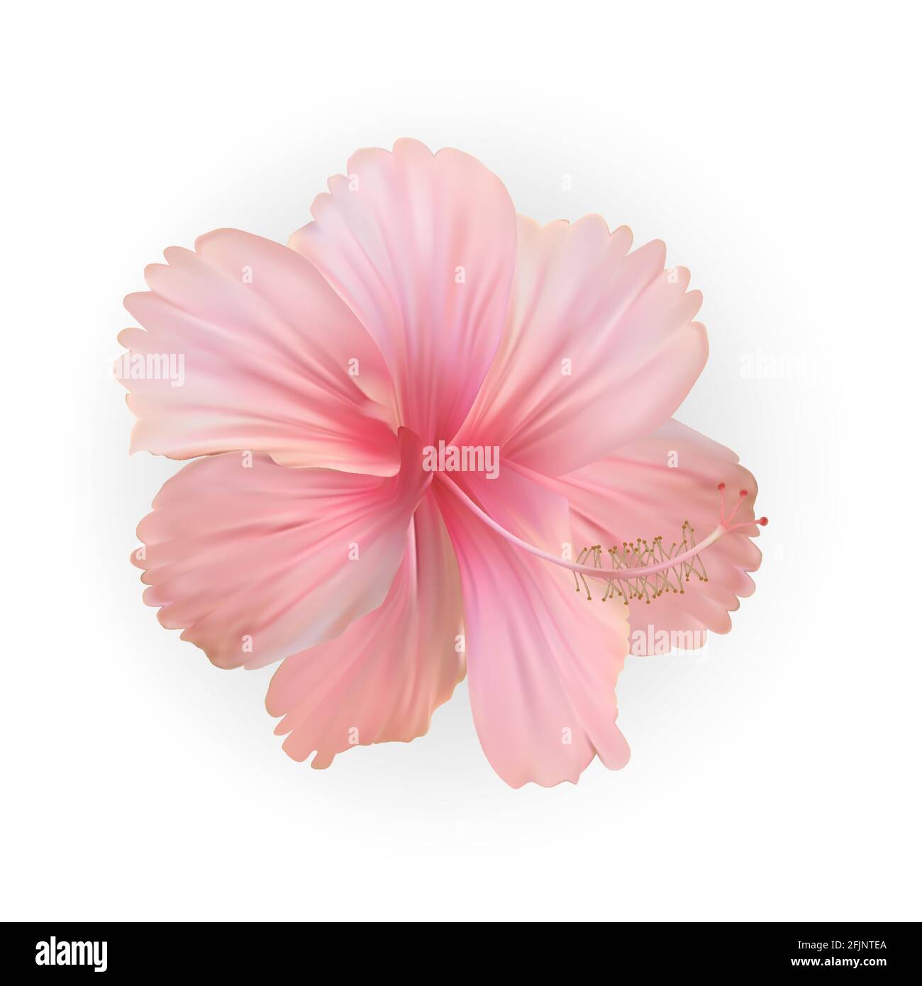 Hibiscus flower blooming Stock Vector Images - Alamy