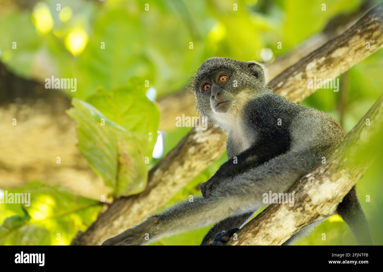 White throated guenon hi-res stock photography and images - Alamy