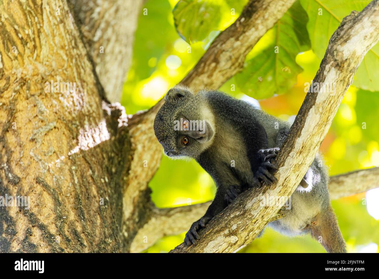 White-throated Monkey (cercopithecus albogularis) in a tree, Kenya ...