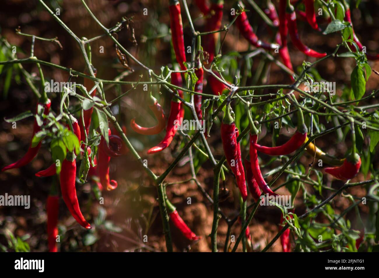 Chili Pepper Field High Resolution Stock Photography and Images - Alamy