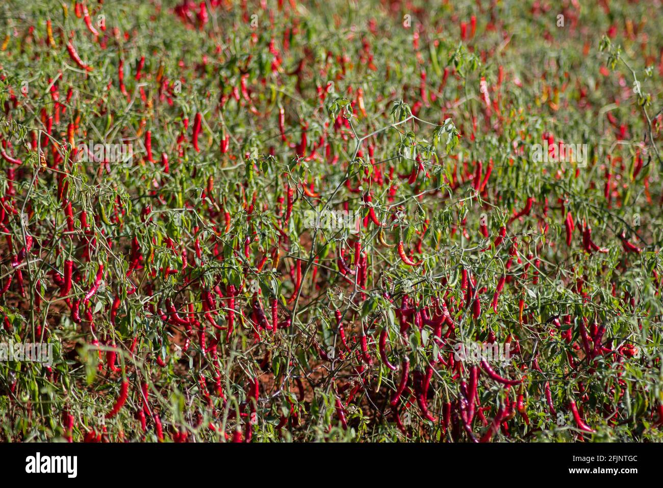 Organic fresh red hot chili growing on a farm land field between Kalaw ...