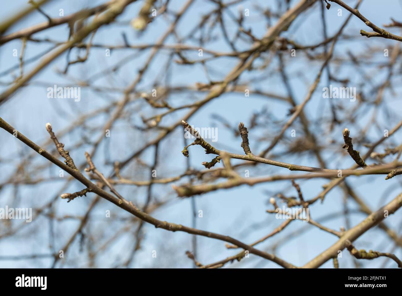 Branches of trees with swollen buds against a blue sky horizontal photo ...