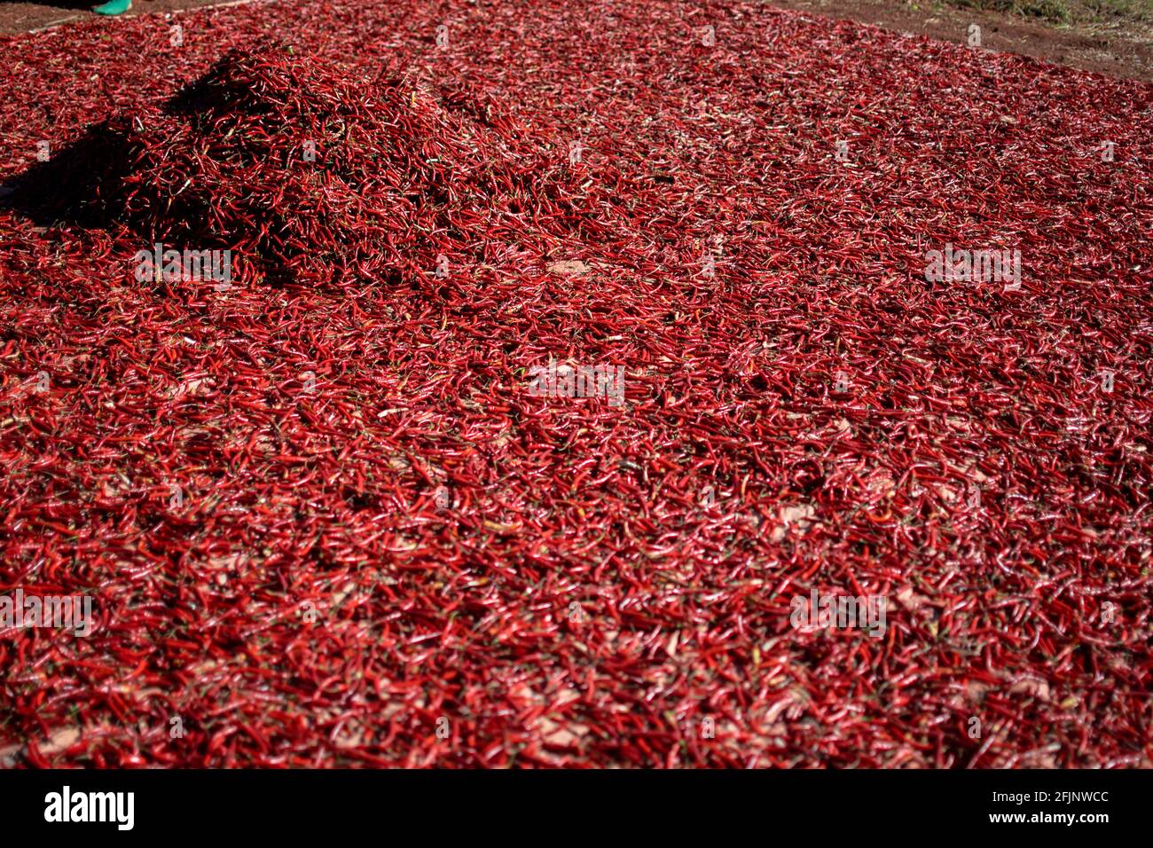 Organic fresh red hot chili being sun dried on a local farm between ...
