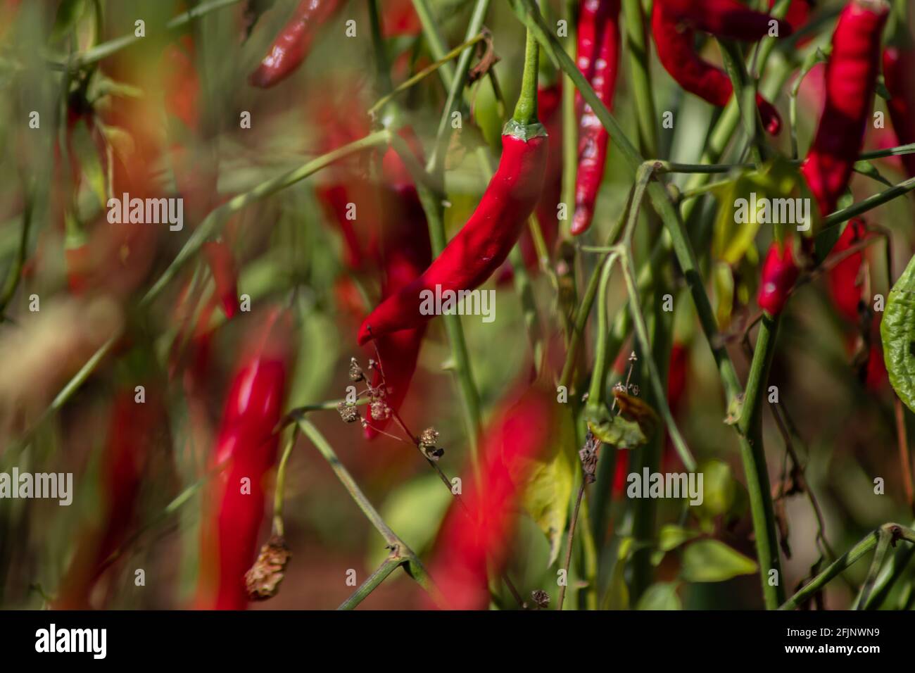 Paprika field chilli hi-res stock photography and images - Alamy