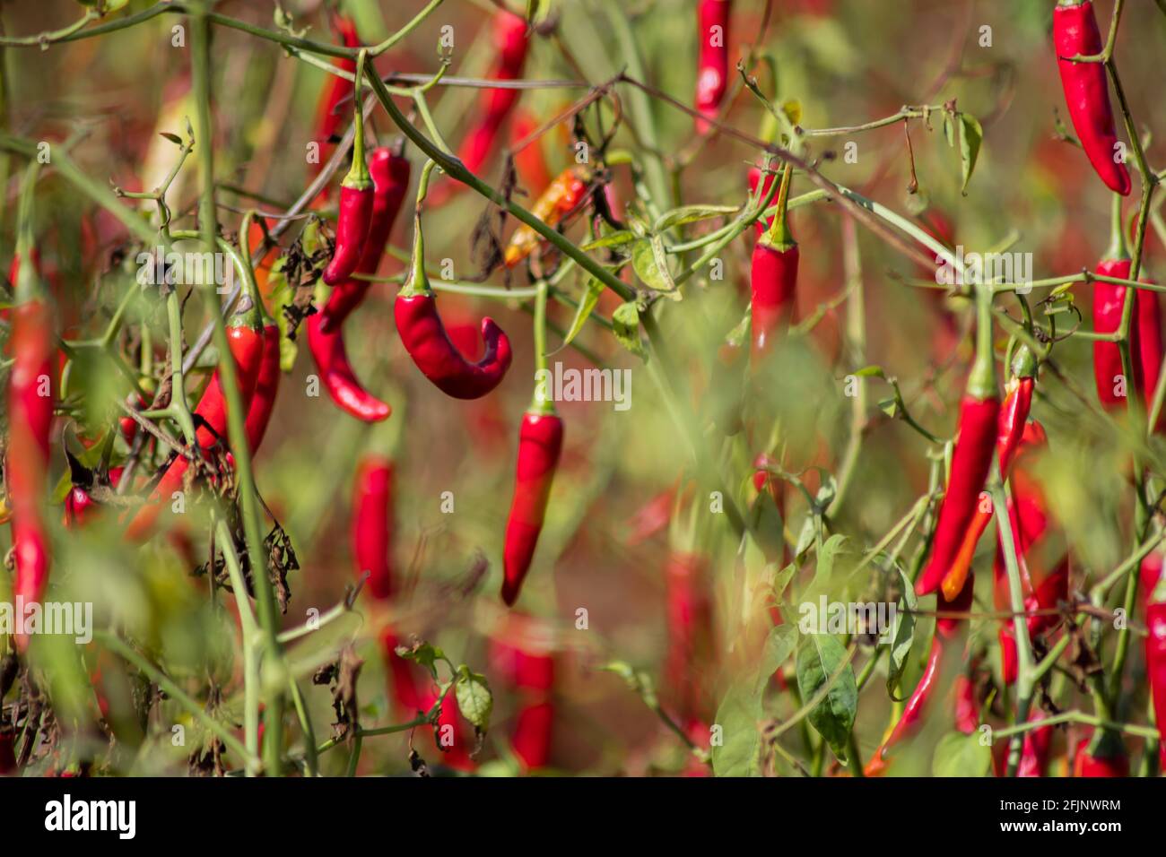 Chili pepper field hi-res stock photography and images - Alamy