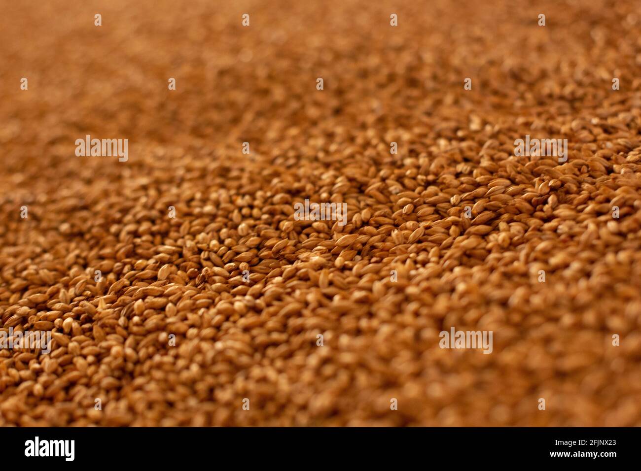 Barley grains in storage. Grain background, grain mass texture Stock ...