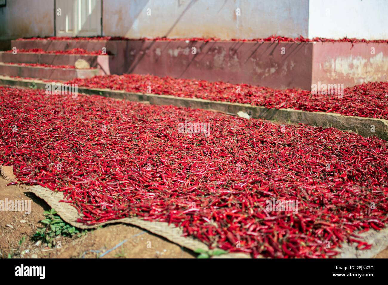Organic fresh red hot chili being sun dried on a local farm by a house ...