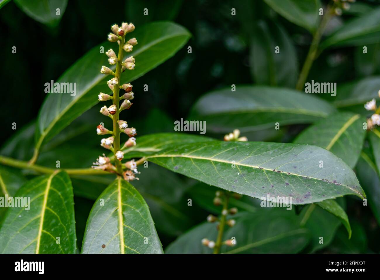 Cherry laurel plant with blooming white flowers and greeb oily leaves ...