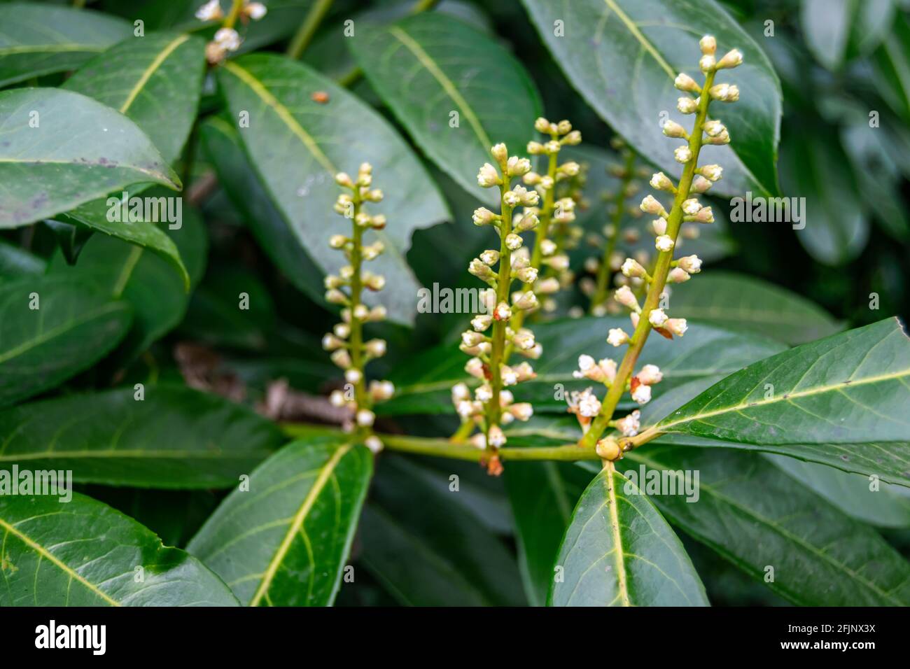 Cherry laurel plant with blooming white flowers and greeb oily leaves ...