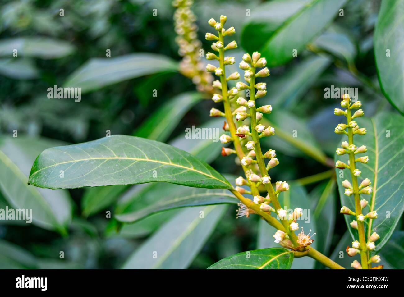 Cherry laurel plant with blooming white flowers and greeb oily leaves ...