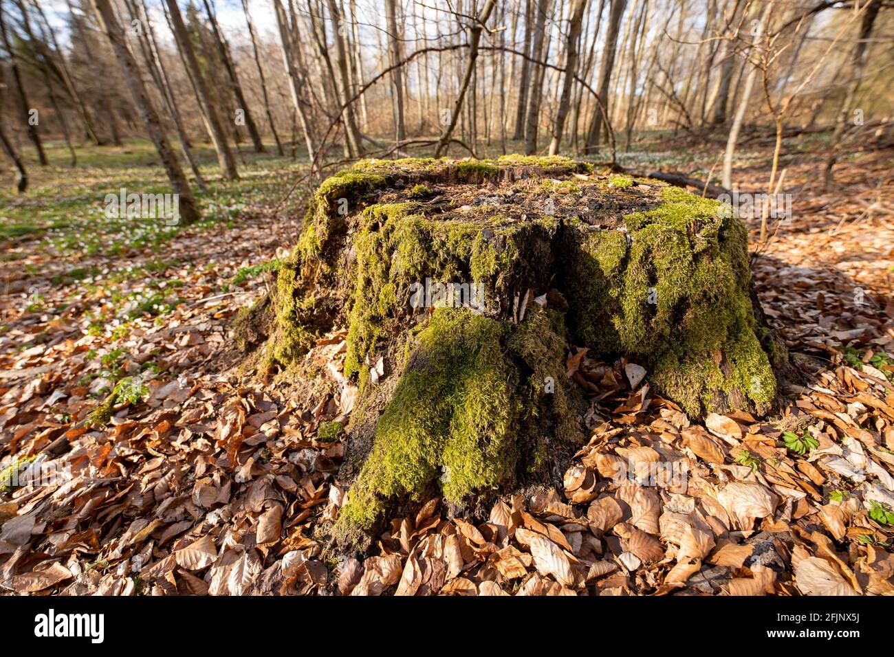 Deciduous tree trunk covered with moss. Old tree limbs in Central ...