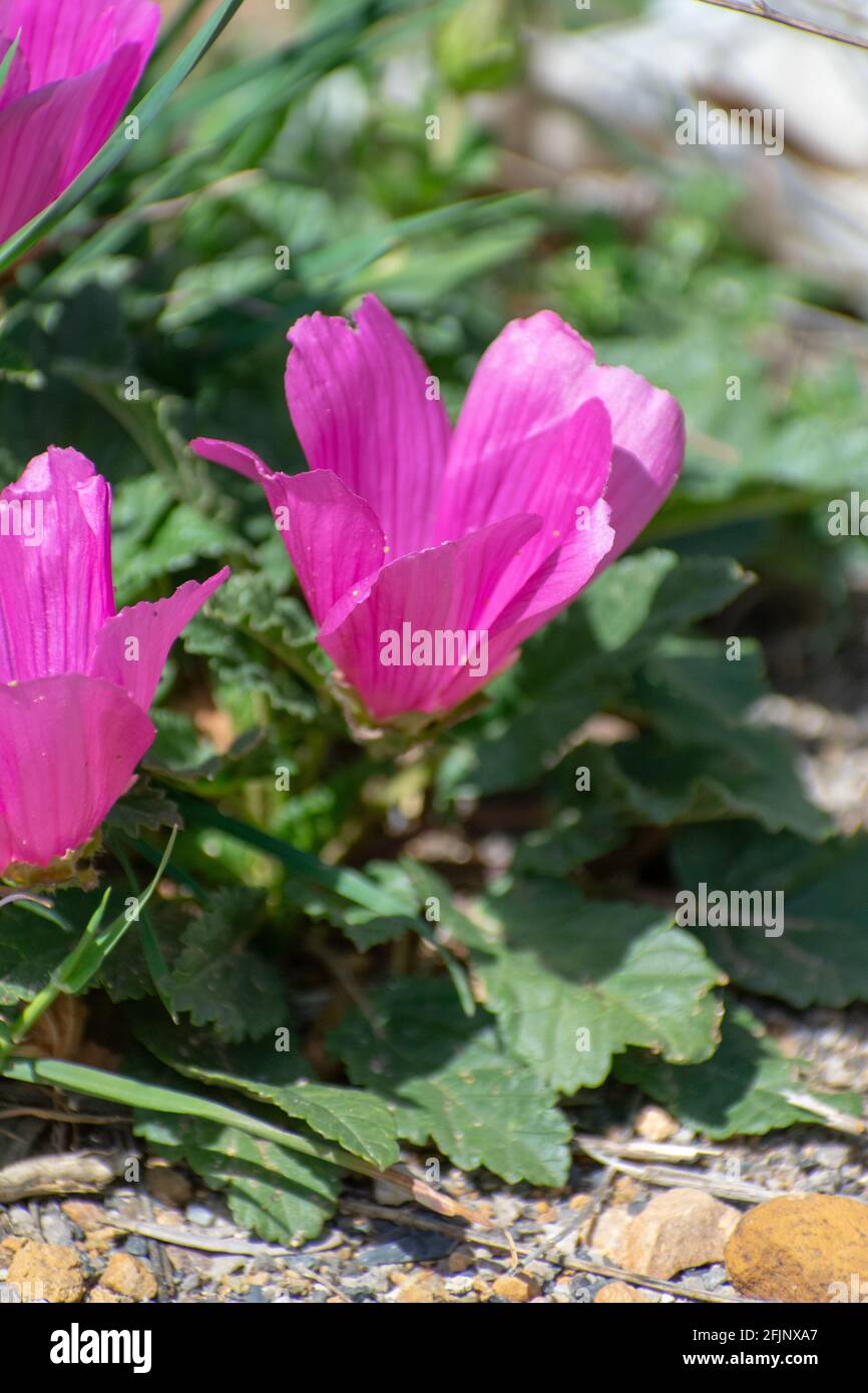 Royal mallow hi-res stock photography and images - Alamy