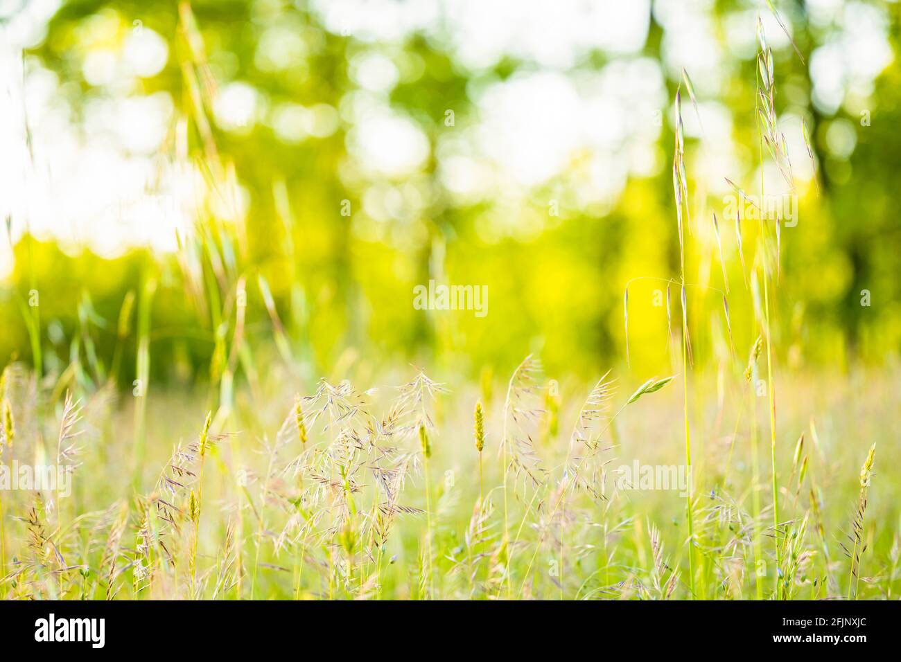 Wind moving flowers hi-res stock photography and images - Alamy