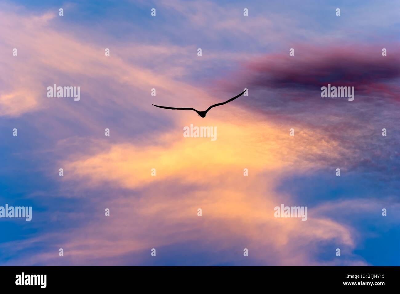 Colorful Bird Wings Spread