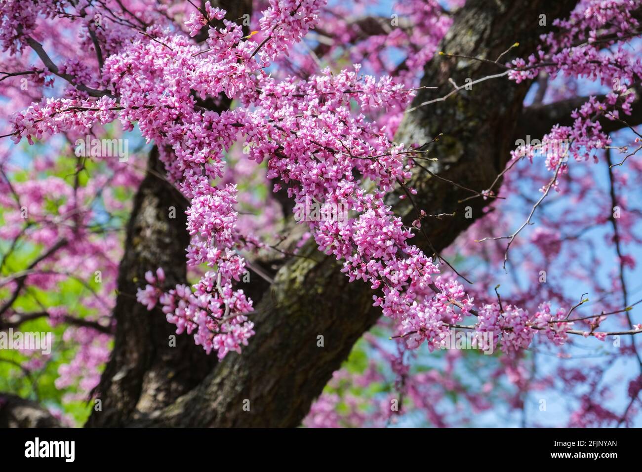 Eastern redbud tree hi-res stock photography and images - Alamy