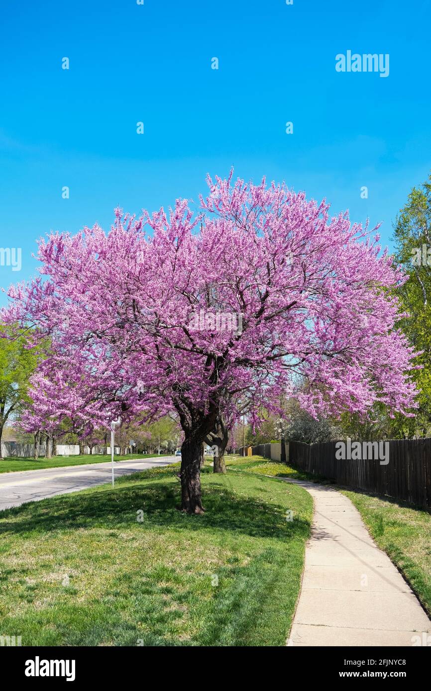 Redbud trees, Cercis canadensis, blooming in the right of way between a ...