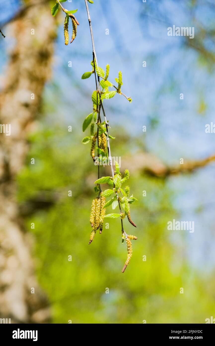River birch hi-res stock photography and images - Alamy