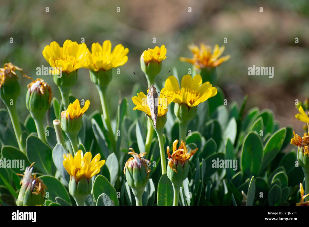 Close-up shot of Hertia cheirifolia Stock Photo - Alamy