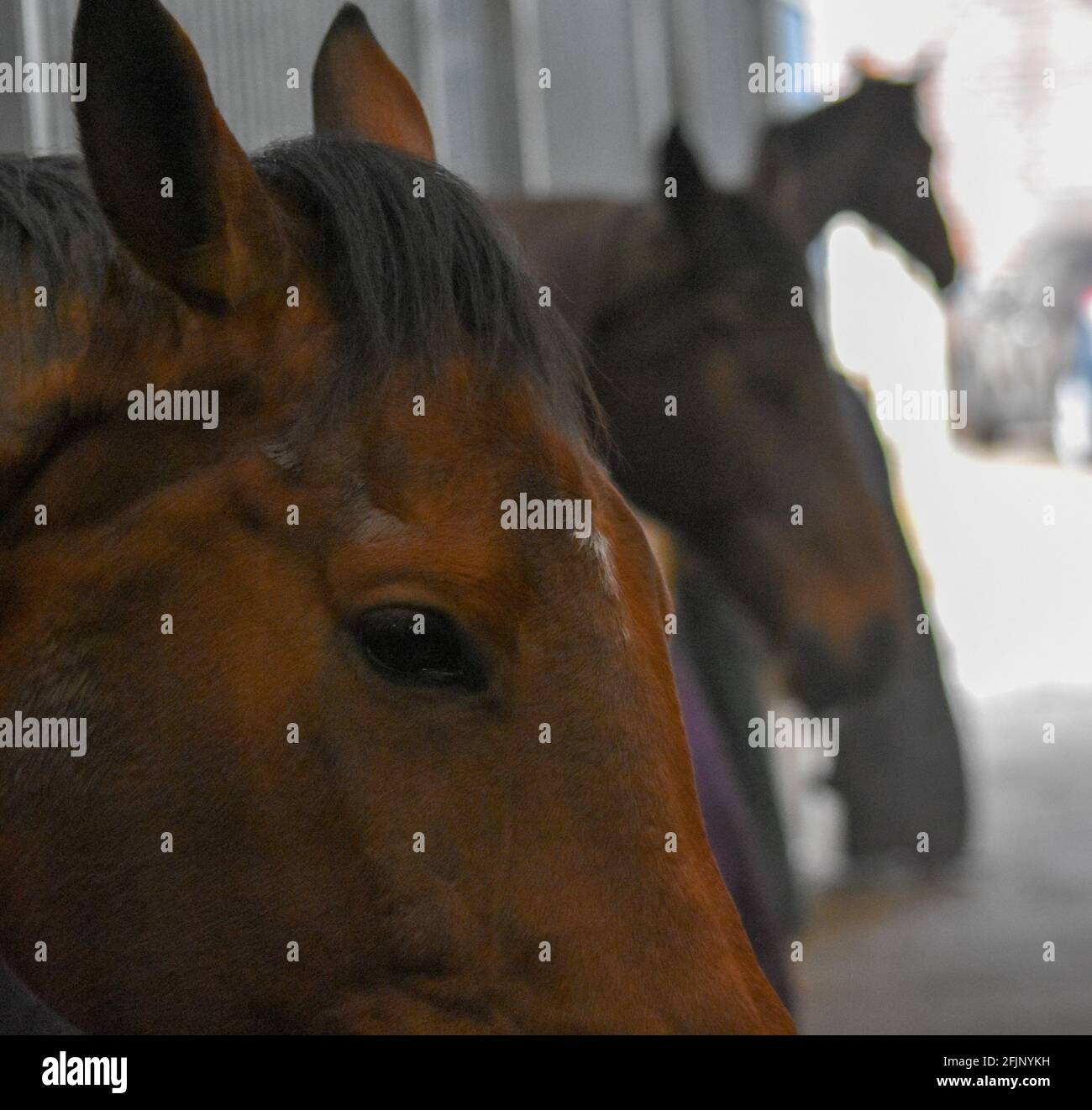 Horse Racing Stables, take a look behind the scenes of Horse Racing ...